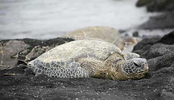 Preserving the Ecology of Hawai'i Volcanoes National Park | Semester at Sea